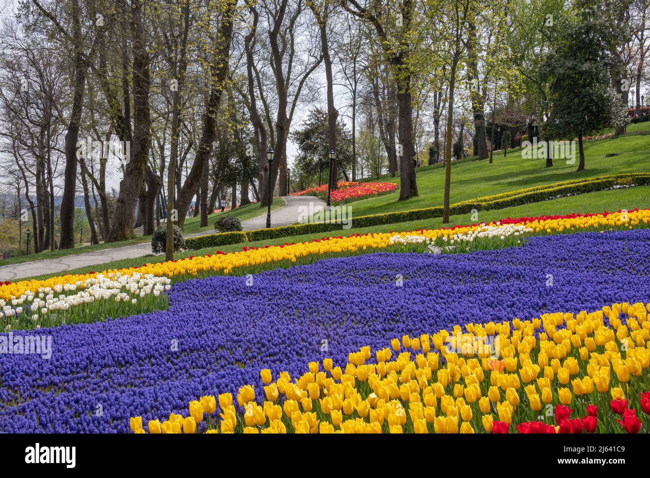 Tulip Festival in Emirgan Park in Sariyer district of Istanbul, Turkey ...