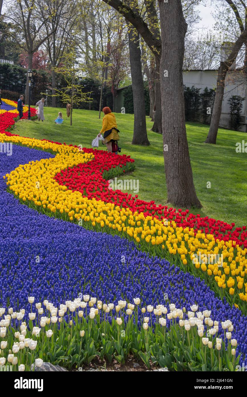 Tulip Festival in Emirgan Park in Sariyer district of Istanbul, Turkey ...