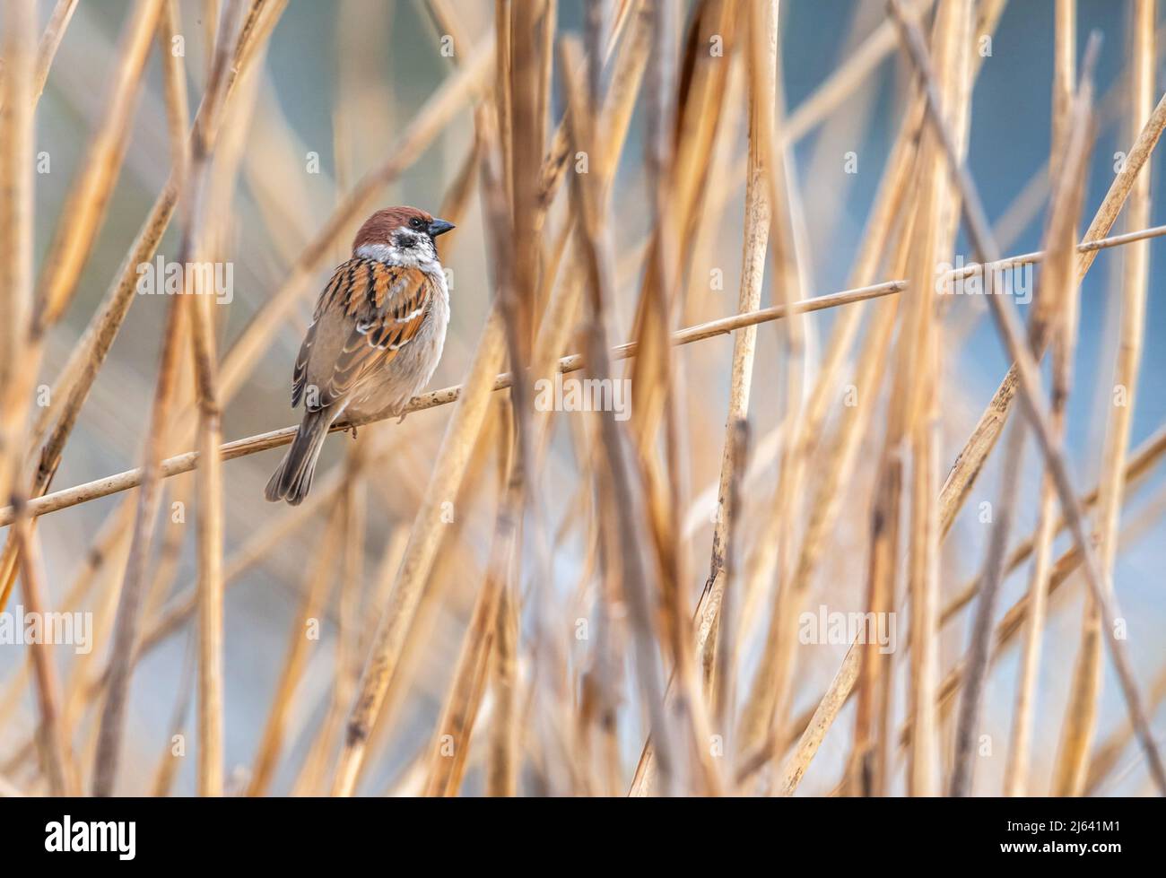 Bird among branch hi-res stock photography and images - Alamy