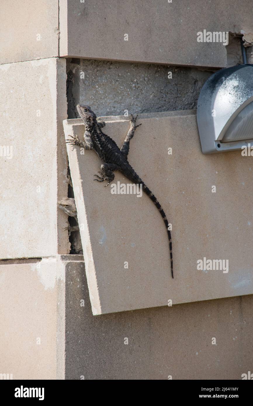 Big lizard on the wall in Cyprus Stock Photo - Alamy