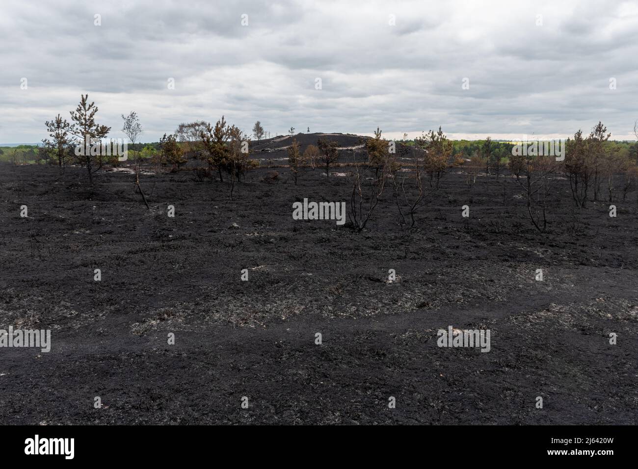 Ash Ranges, Pirbright, Surrey, days after a large heathland fire burnt ...