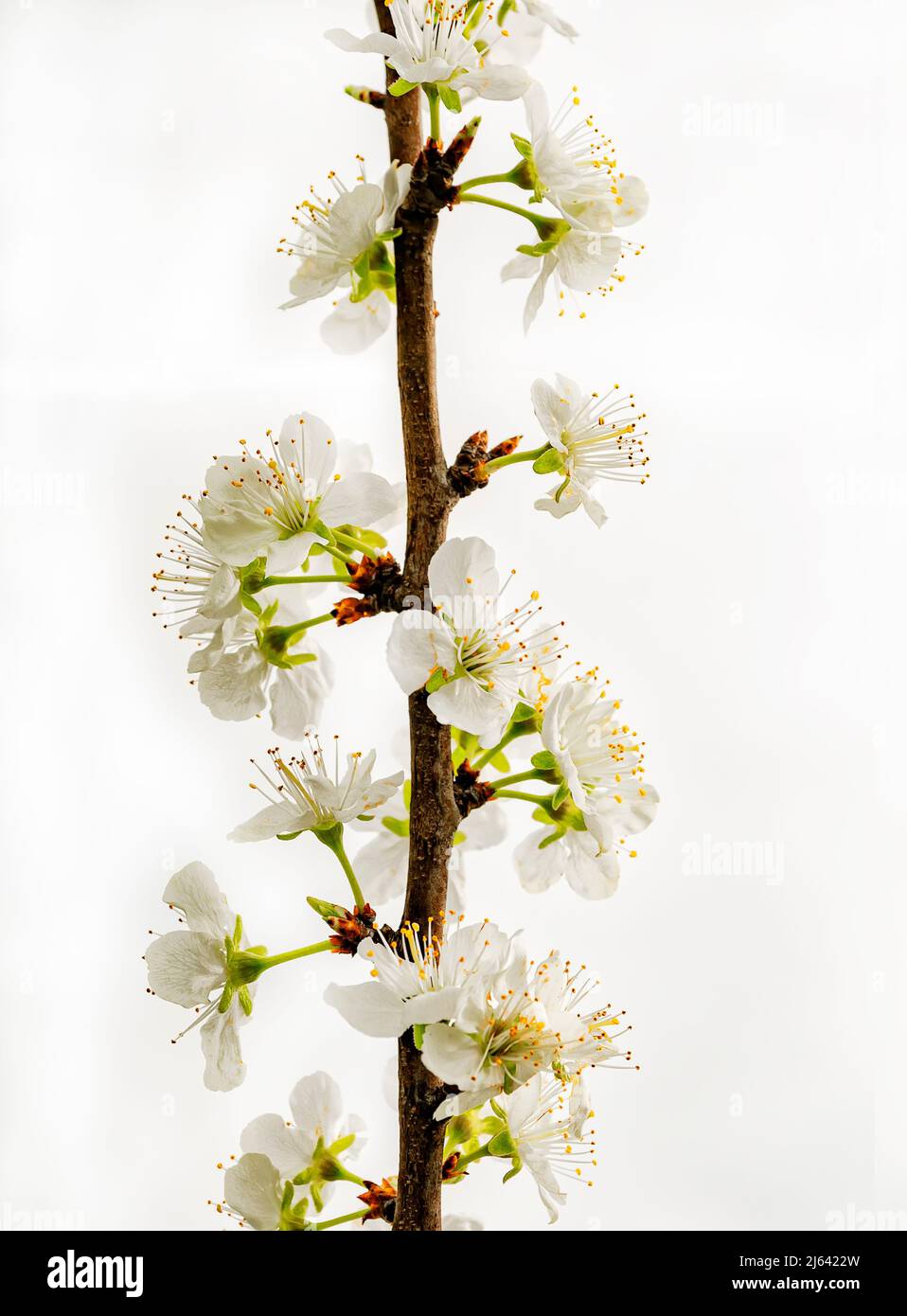 Multi stem tree trunk hi-res stock photography and images - Alamy