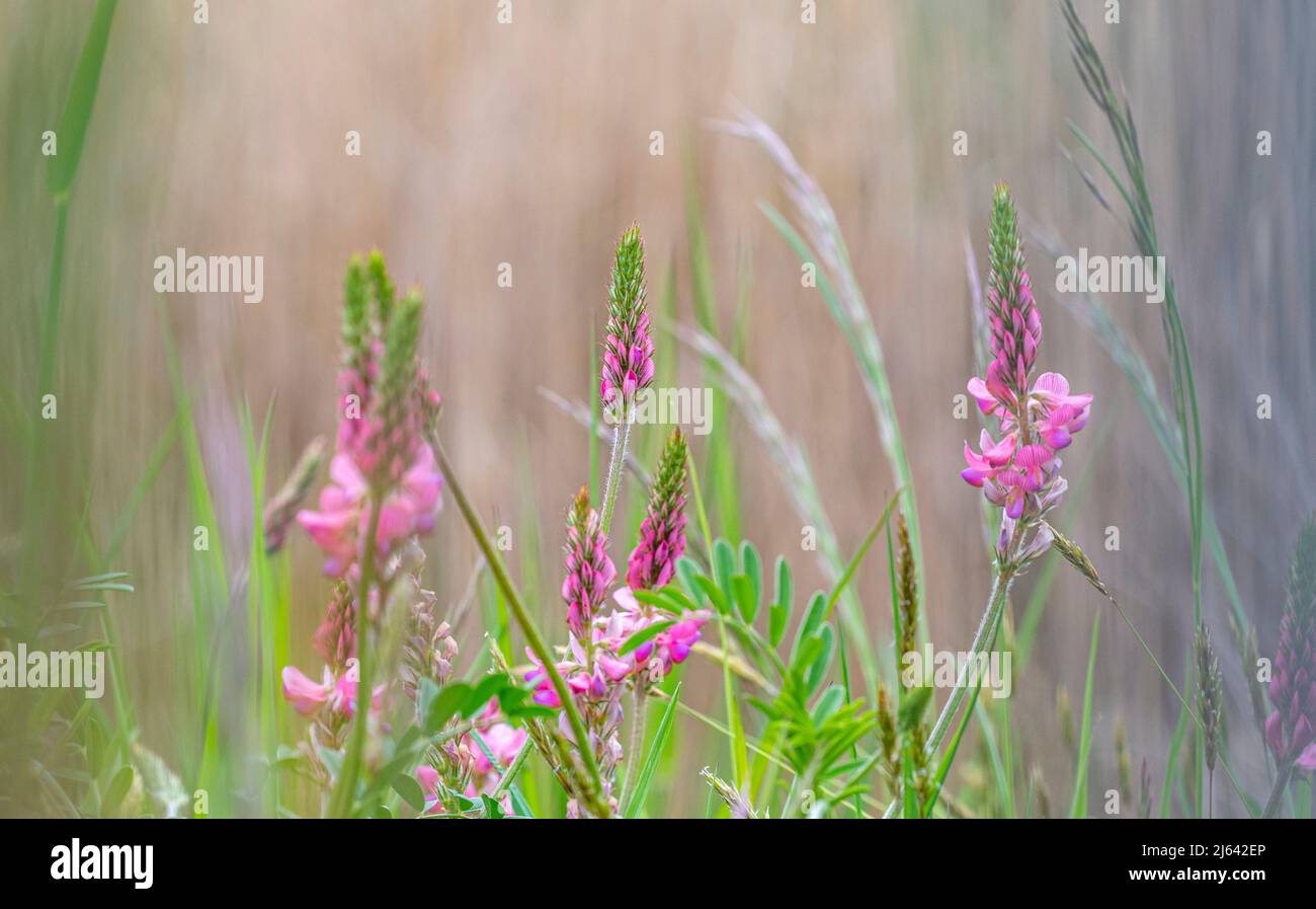 Closeup common sainfoin flowers hi-res stock photography and images - Alamy