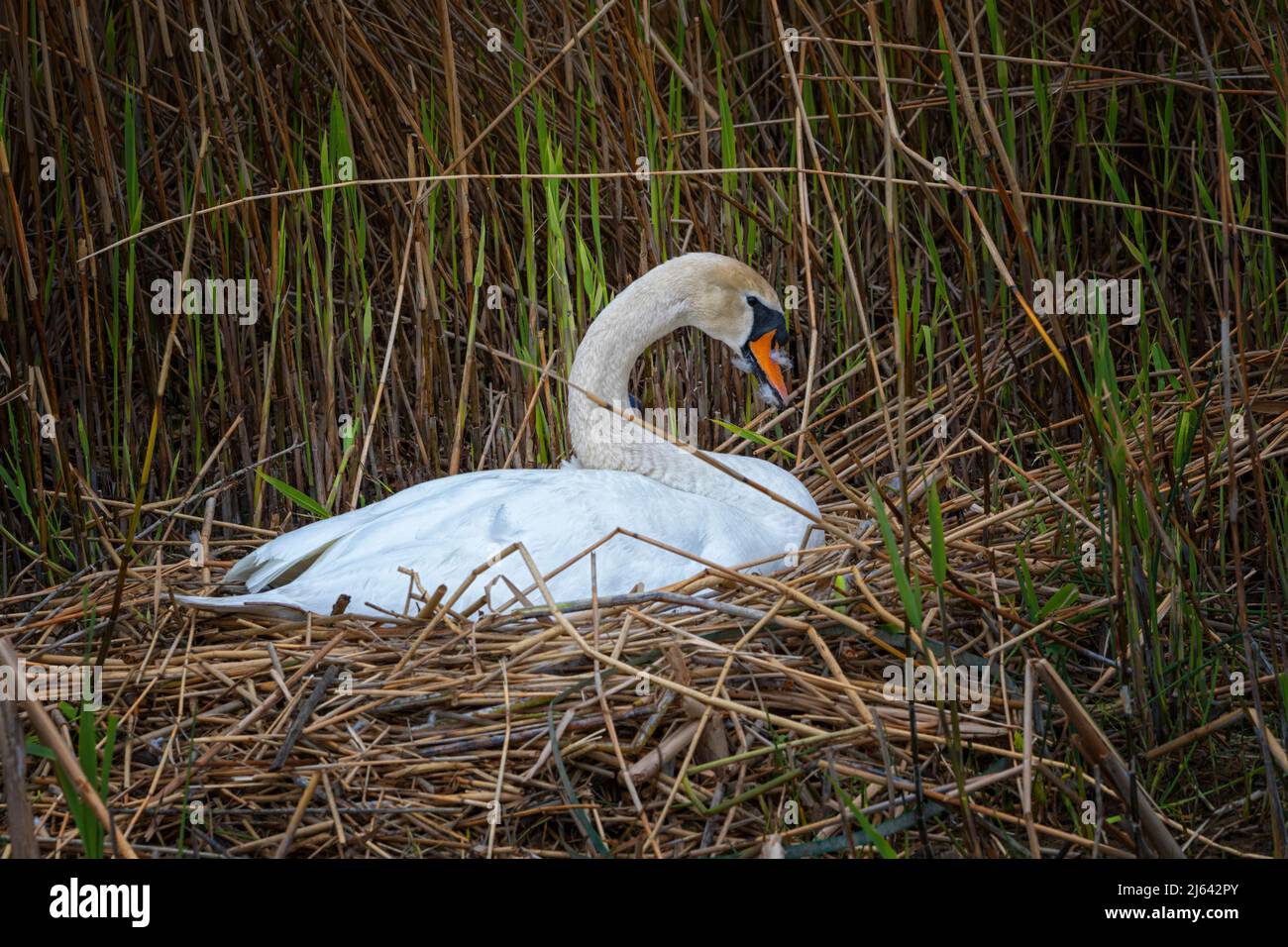 Brooding bird hi-res stock photography and images - Alamy