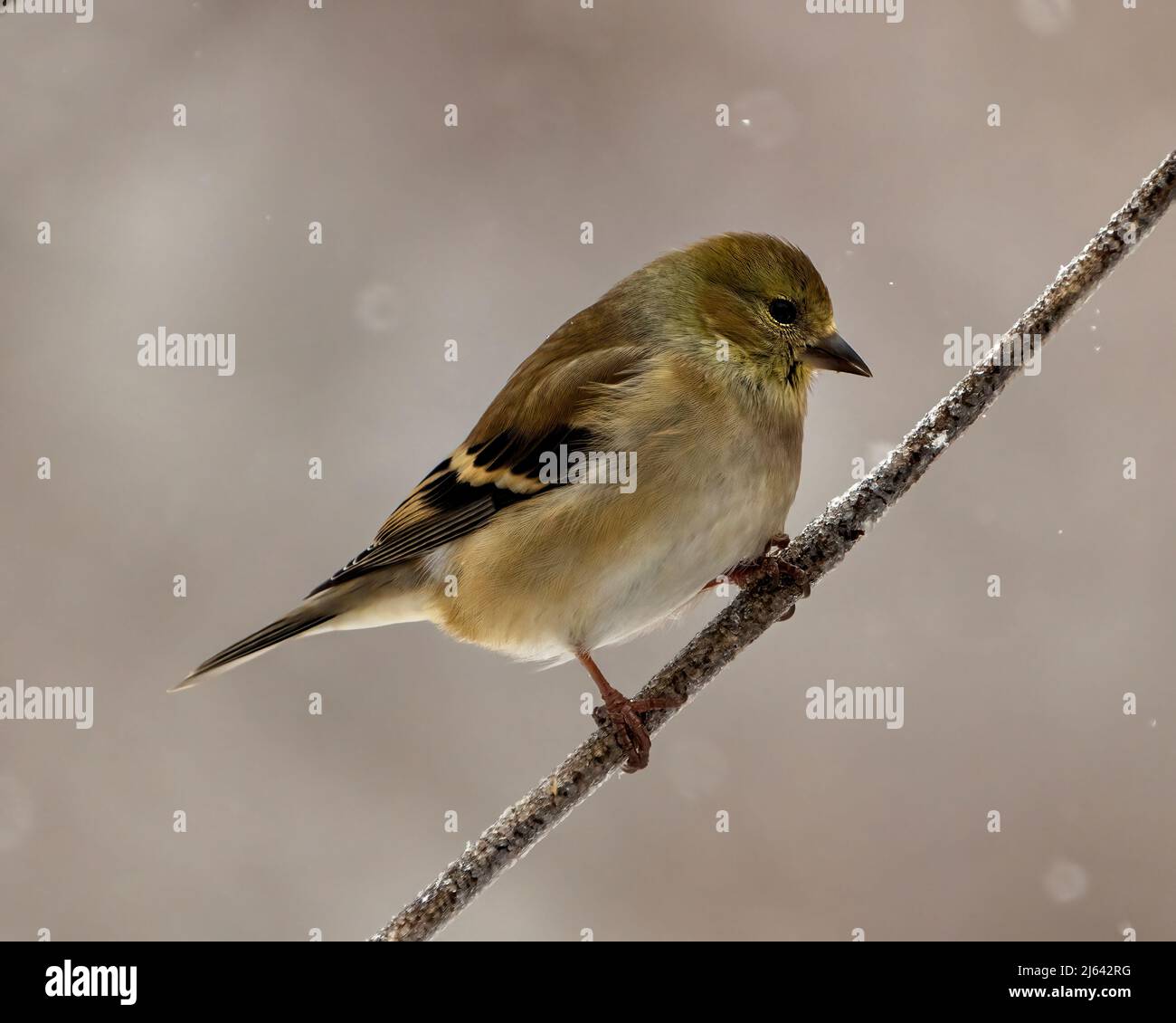 American Goldfinch close-up profile view, perched on a branch with a ...