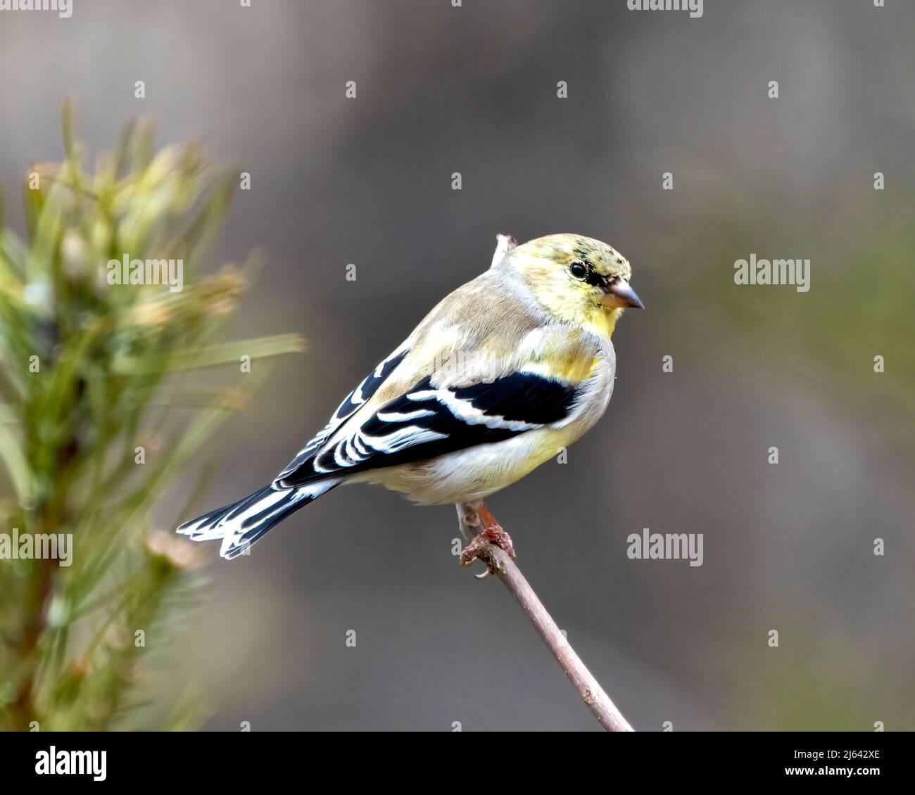 Finch close-up side profile view, perched on a branch with a blur ...