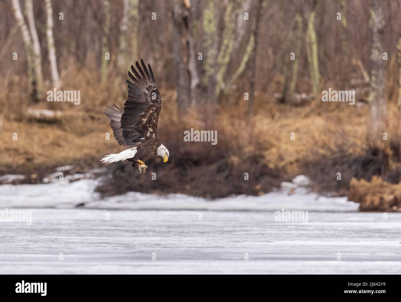 Bald eagle in northern Wisconsin Stock Photo - Alamy