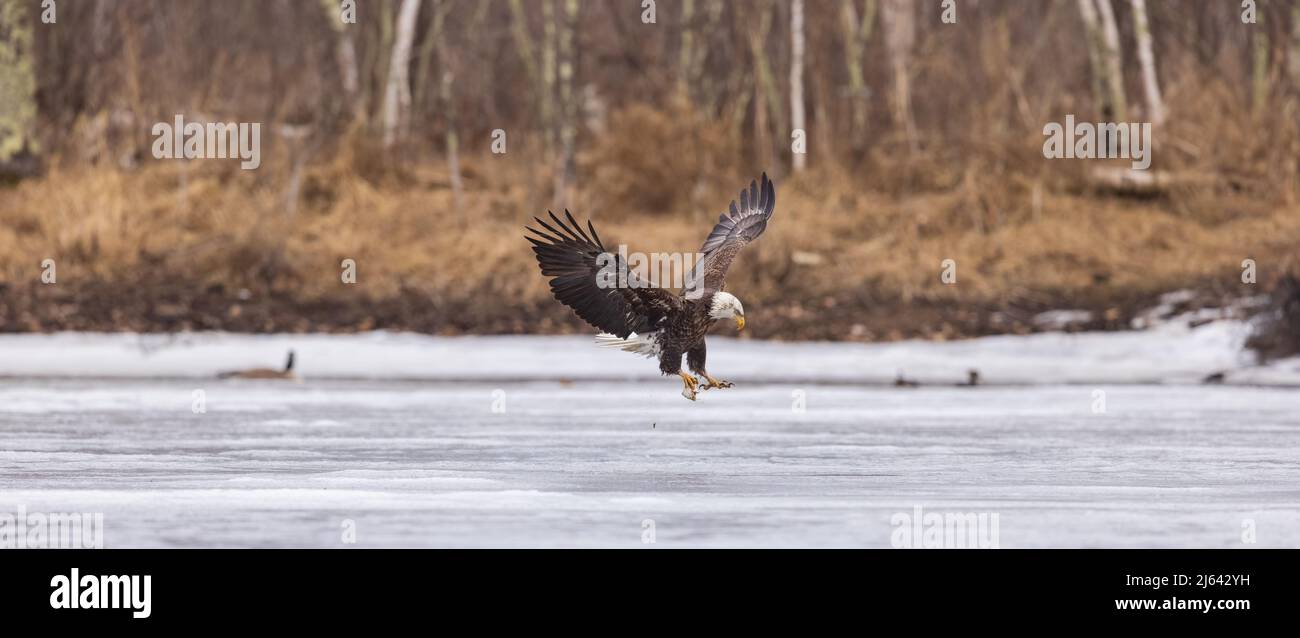 Bald eagle in northern Wisconsin Stock Photo - Alamy