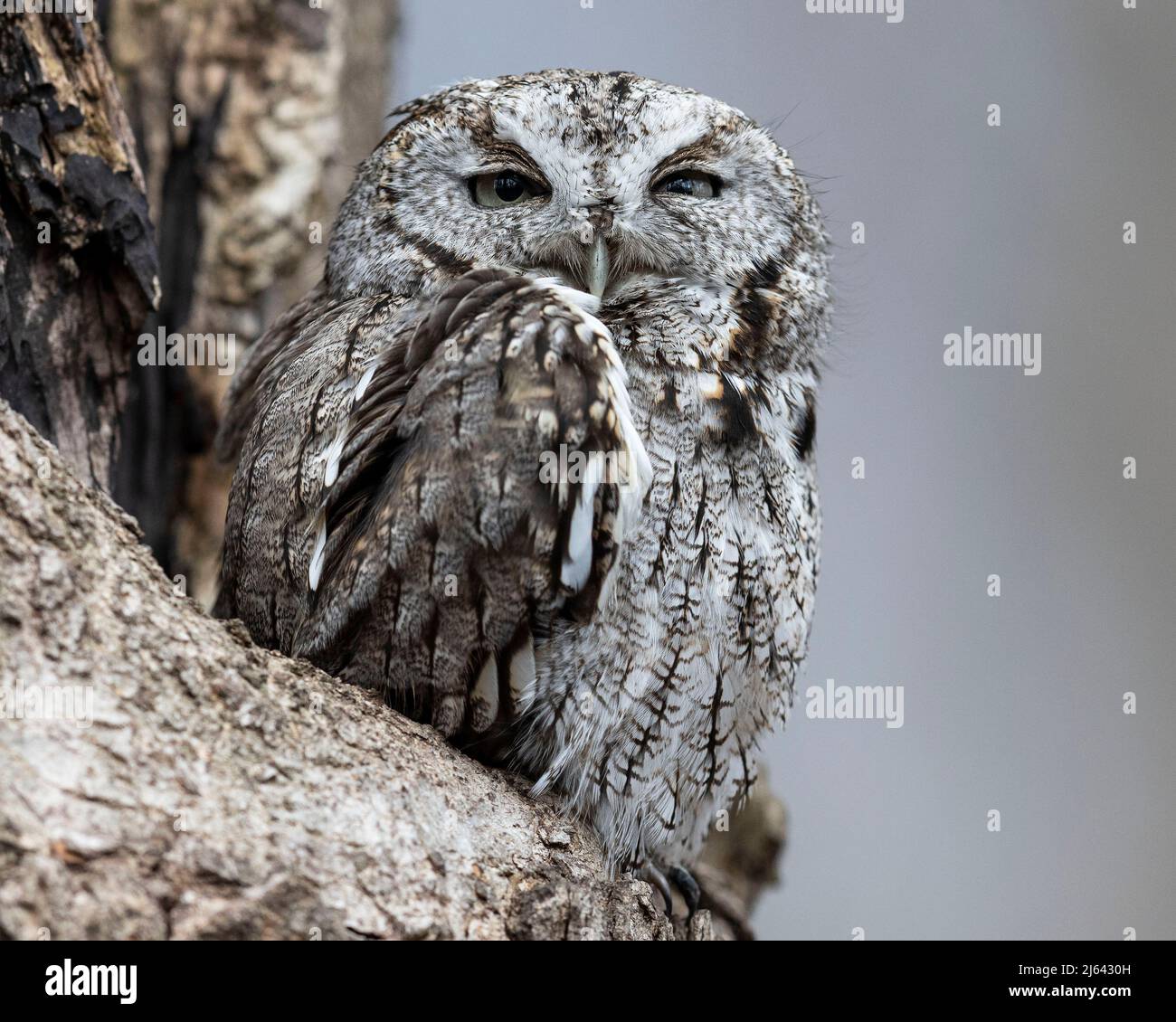 An eastern screech owl resting in a tree Stock Photo - Alamy