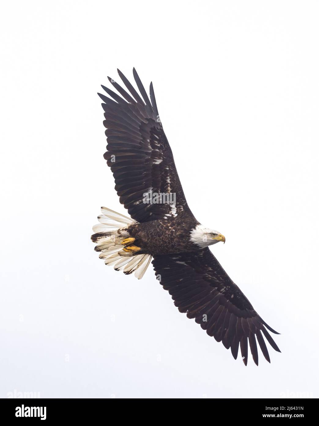 Bald eagle in northern Wisconsin Stock Photo - Alamy