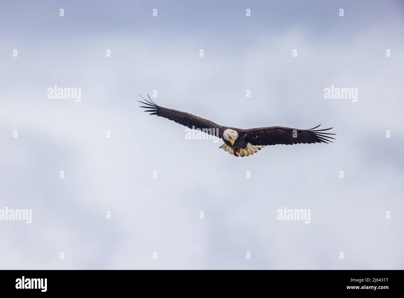 Bald eagle in northern Wisconsin Stock Photo - Alamy