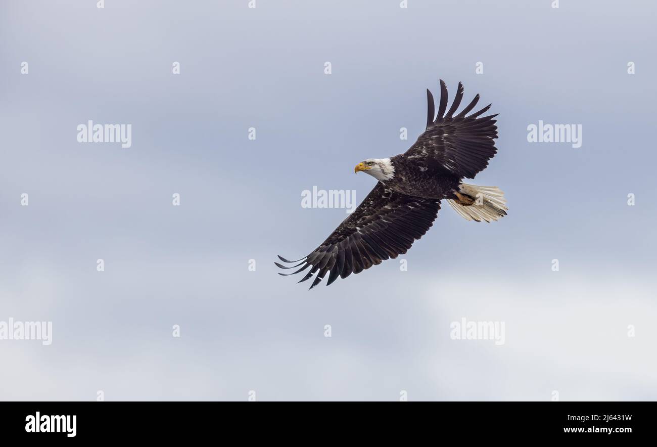 Bald eagle in northern Wisconsin Stock Photo - Alamy Bald eagle in northern Wisconsin Stock Photo - Alamy