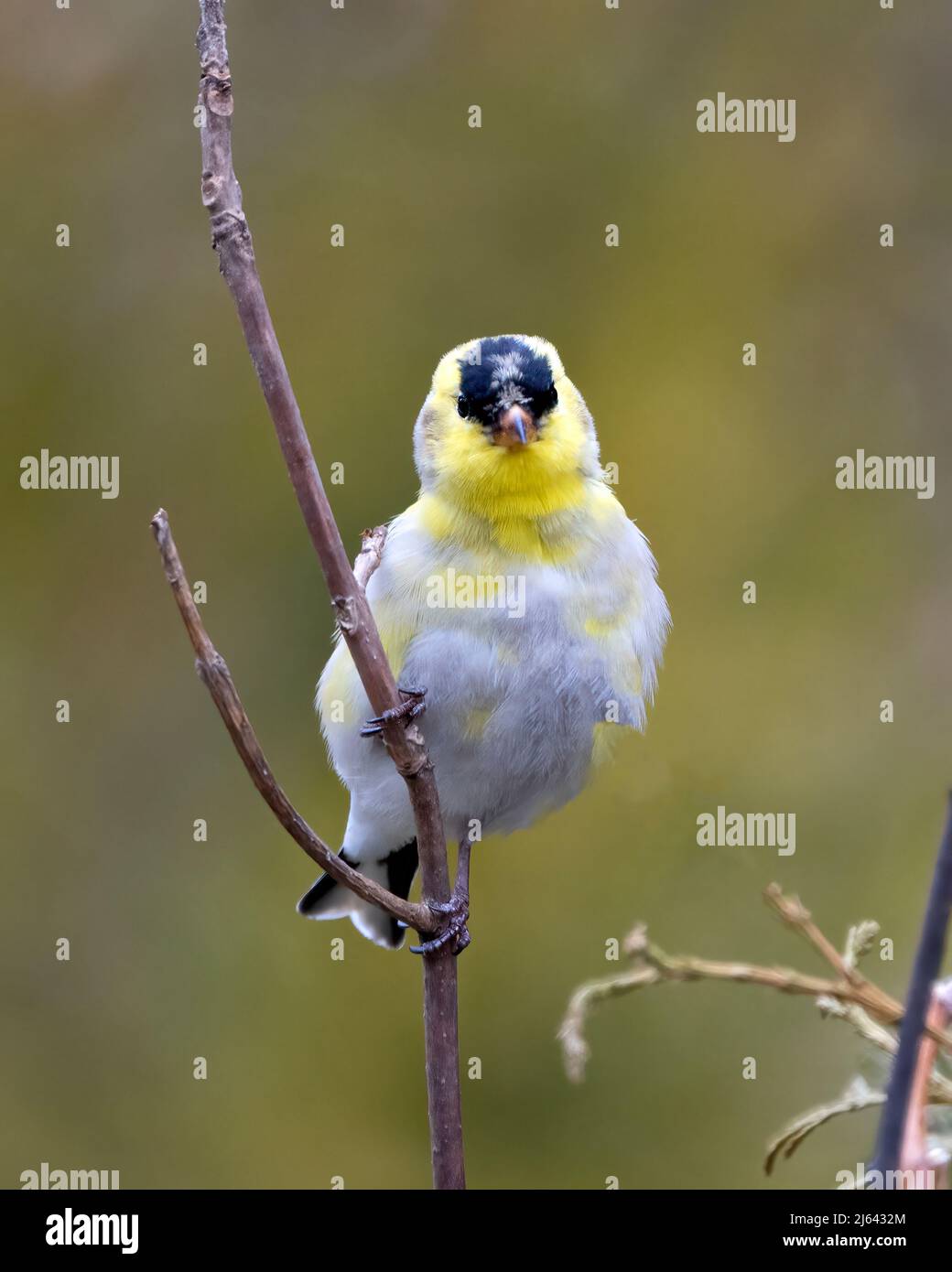 Finch close-up front profile view, perched on a branch and looking at ...
