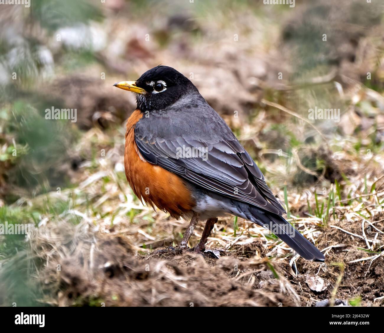 Robin bird walking on ground with a blur background in its environment ...