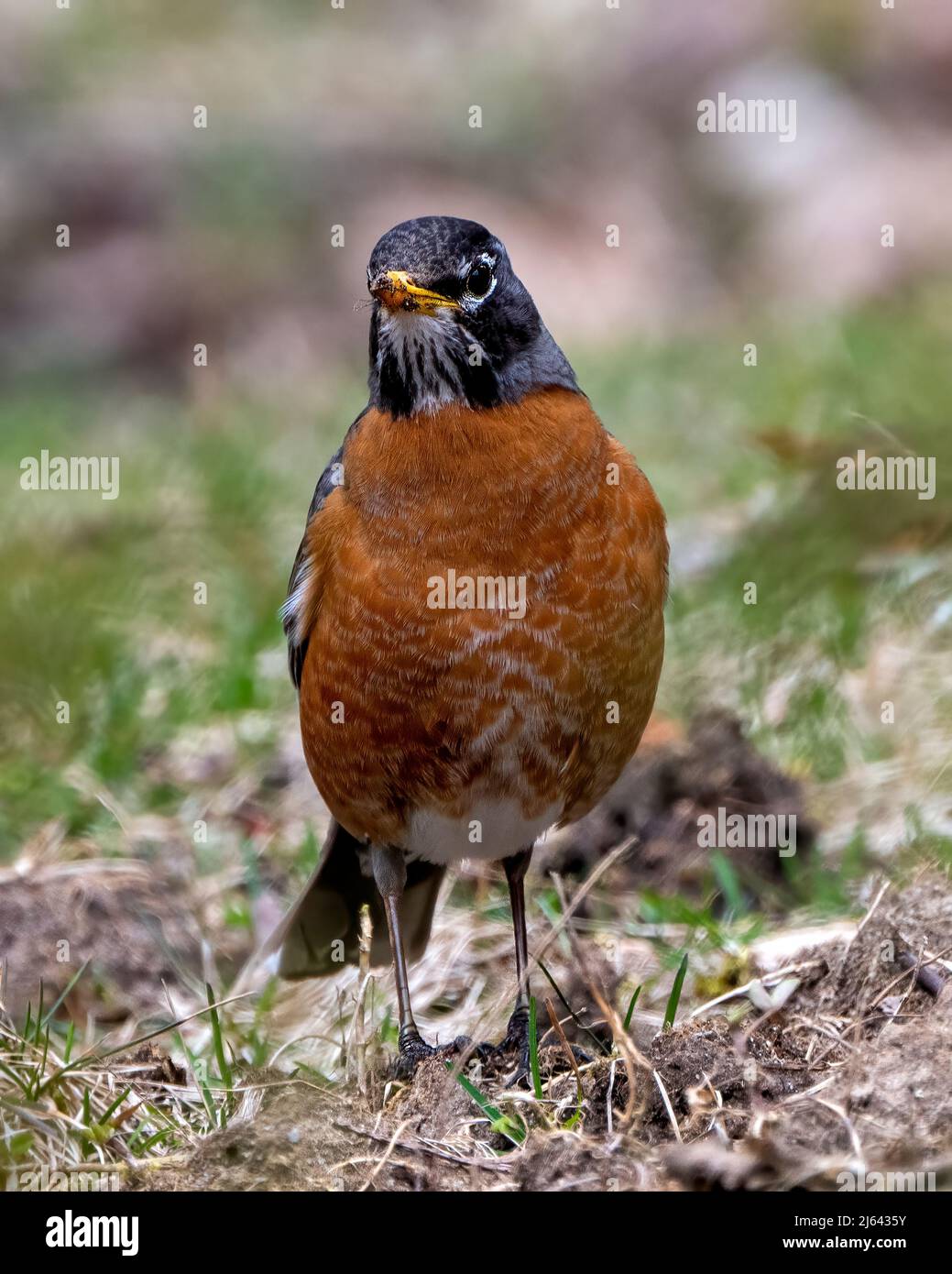 Robin bird walking on ground with a blur background in its environment ...