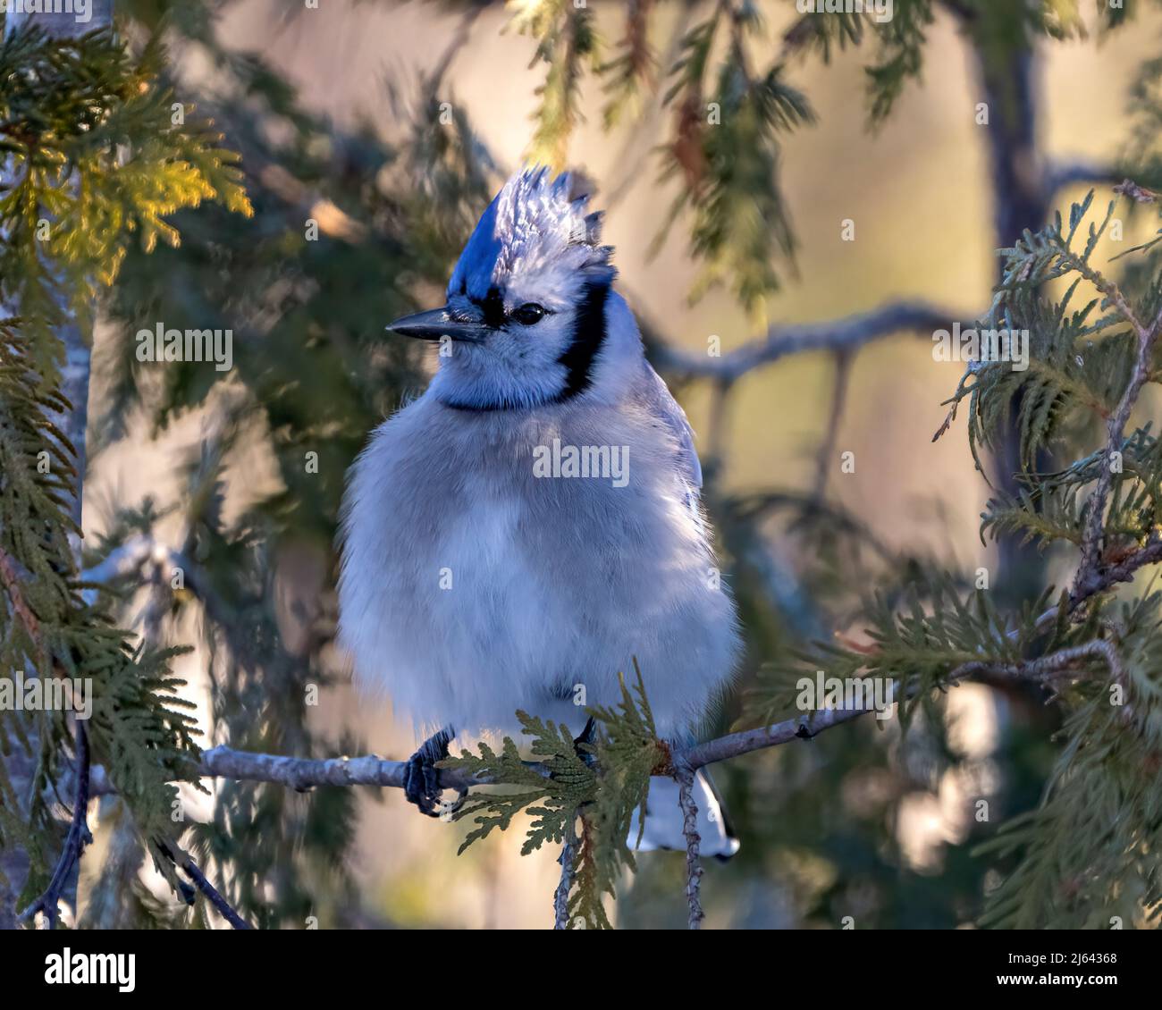 Blue Jay bird close-up perched on a cedar tree branch with a blur ...