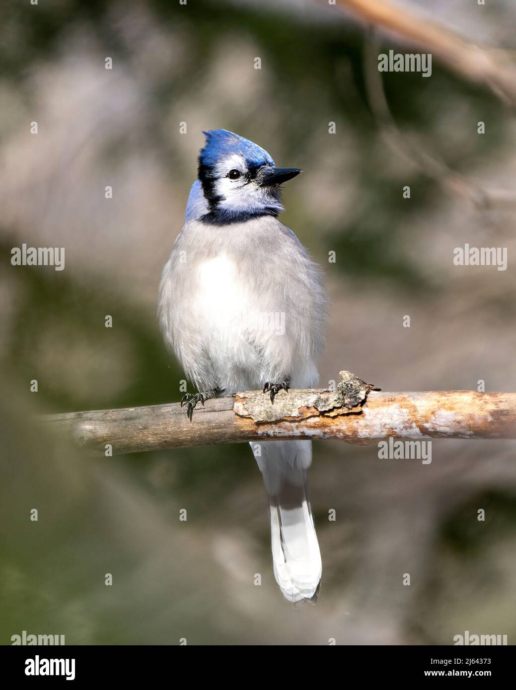 Blue Jay bird close-up perched on a branch with a blur forest ...