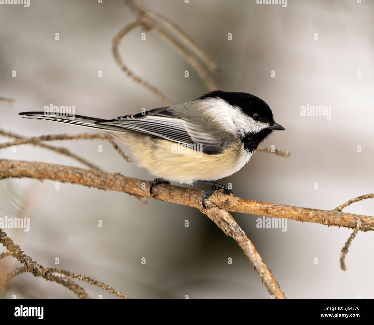 Chickadee bird perched on a branch enjoying its habitat and environment ...