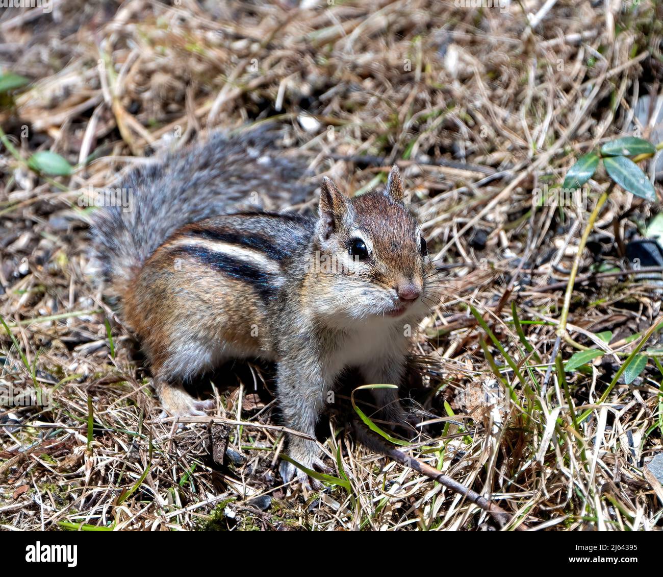 Chipmunk head hi-res stock photography and images - Alamy