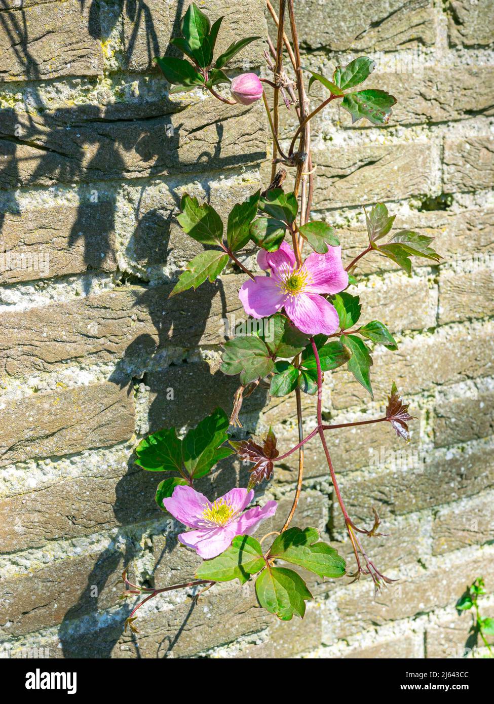 Clematis climbing wall flower hi-res stock photography and images - Alamy