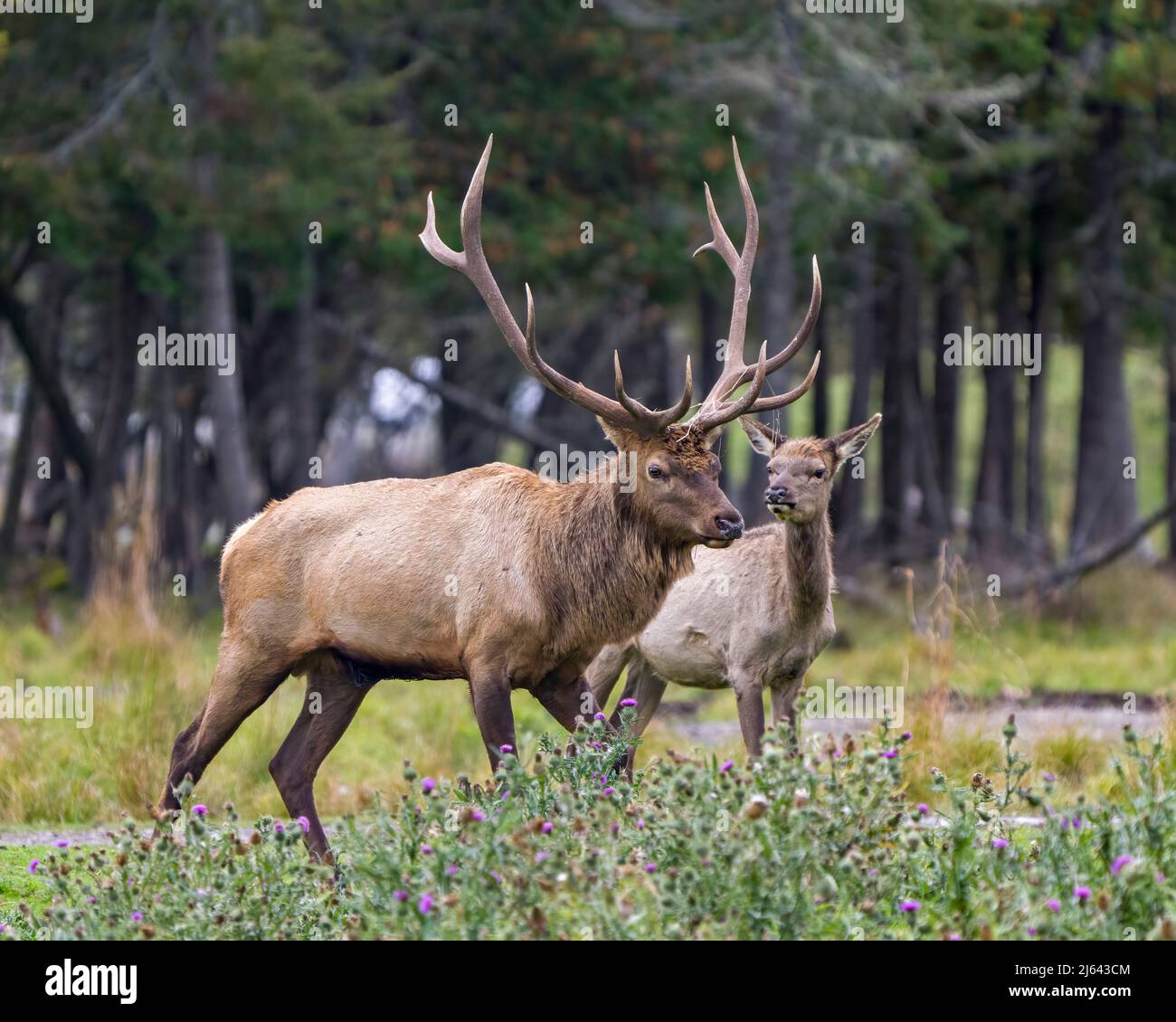 Red Elk Animal
