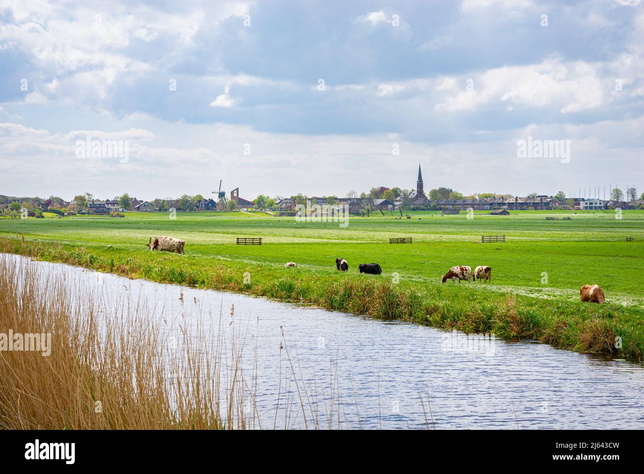 Rural view of meadows with cows and the village of Hazerswoude-dorp in ...