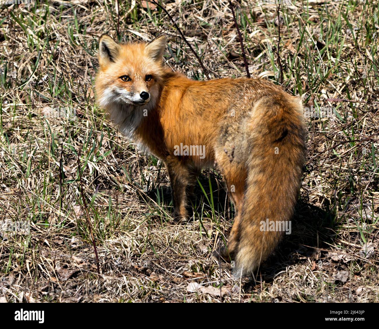 Red fox close-up profile rear view in the spring season displaying fox ...