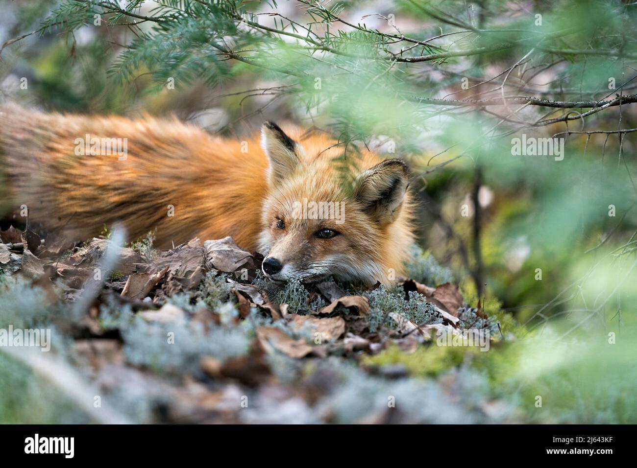 Red fox head close-up profile view through coniferous branches in its ...