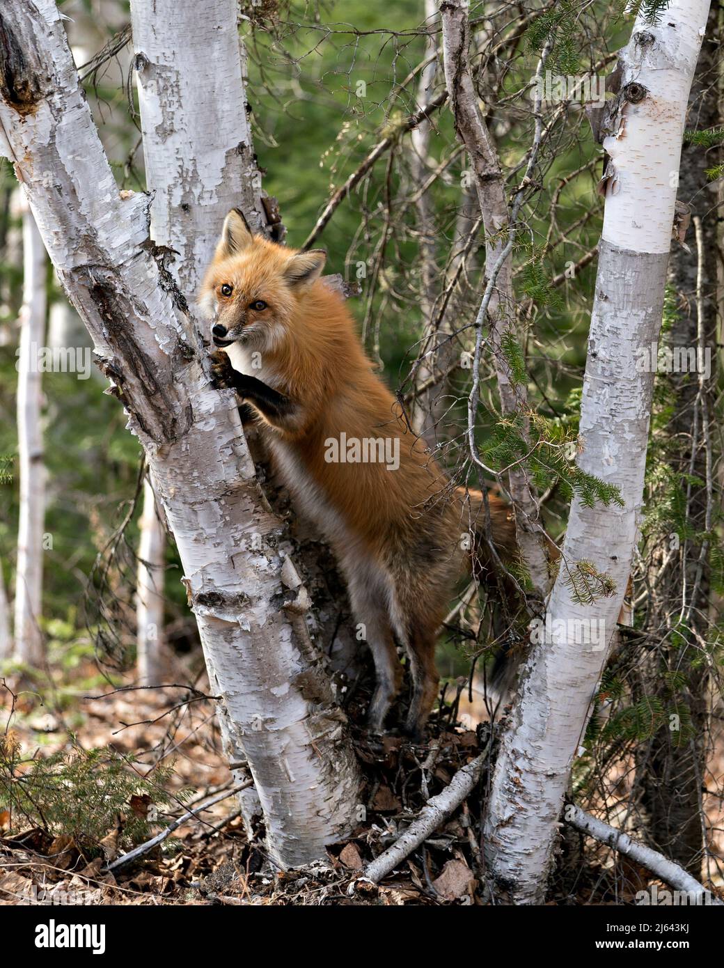 Red fox close-up profile view climbing a birch tree looking for its ...