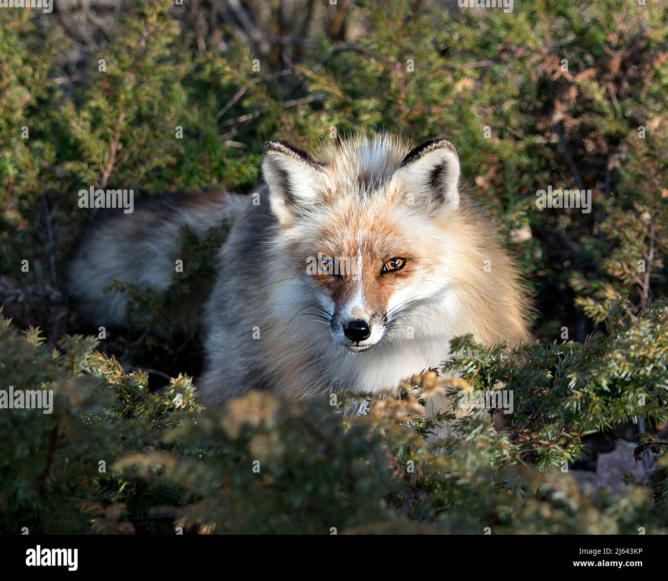 Red Fox head close-up profile view surrounding with coniferous needle ...
