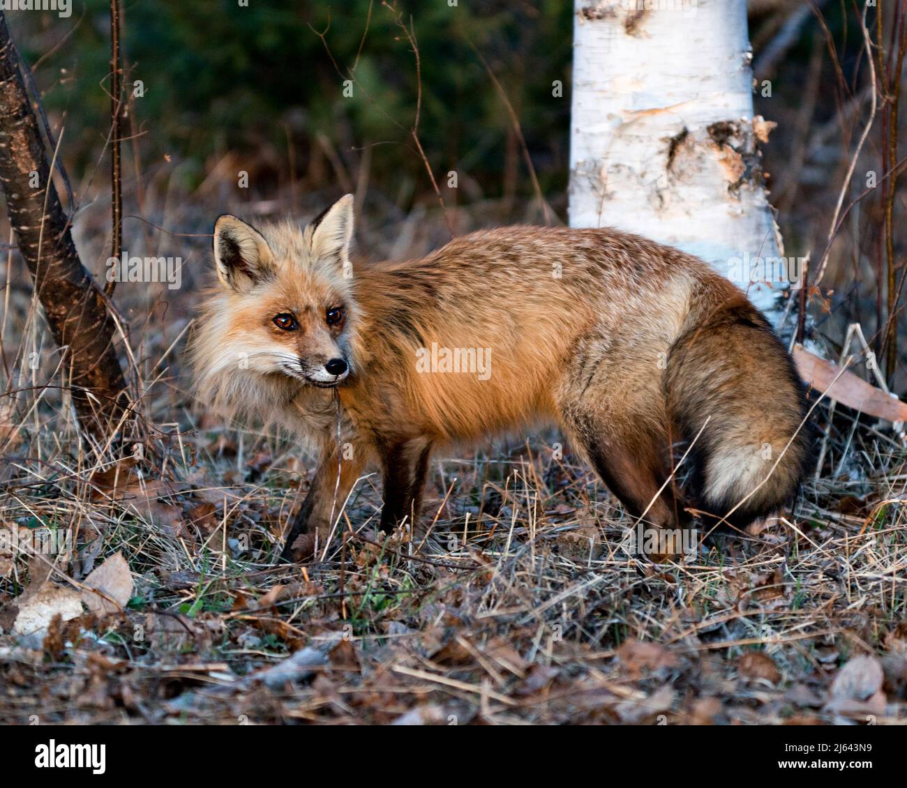 Red fox close-up profile side view in the spring season displaying fox ...
