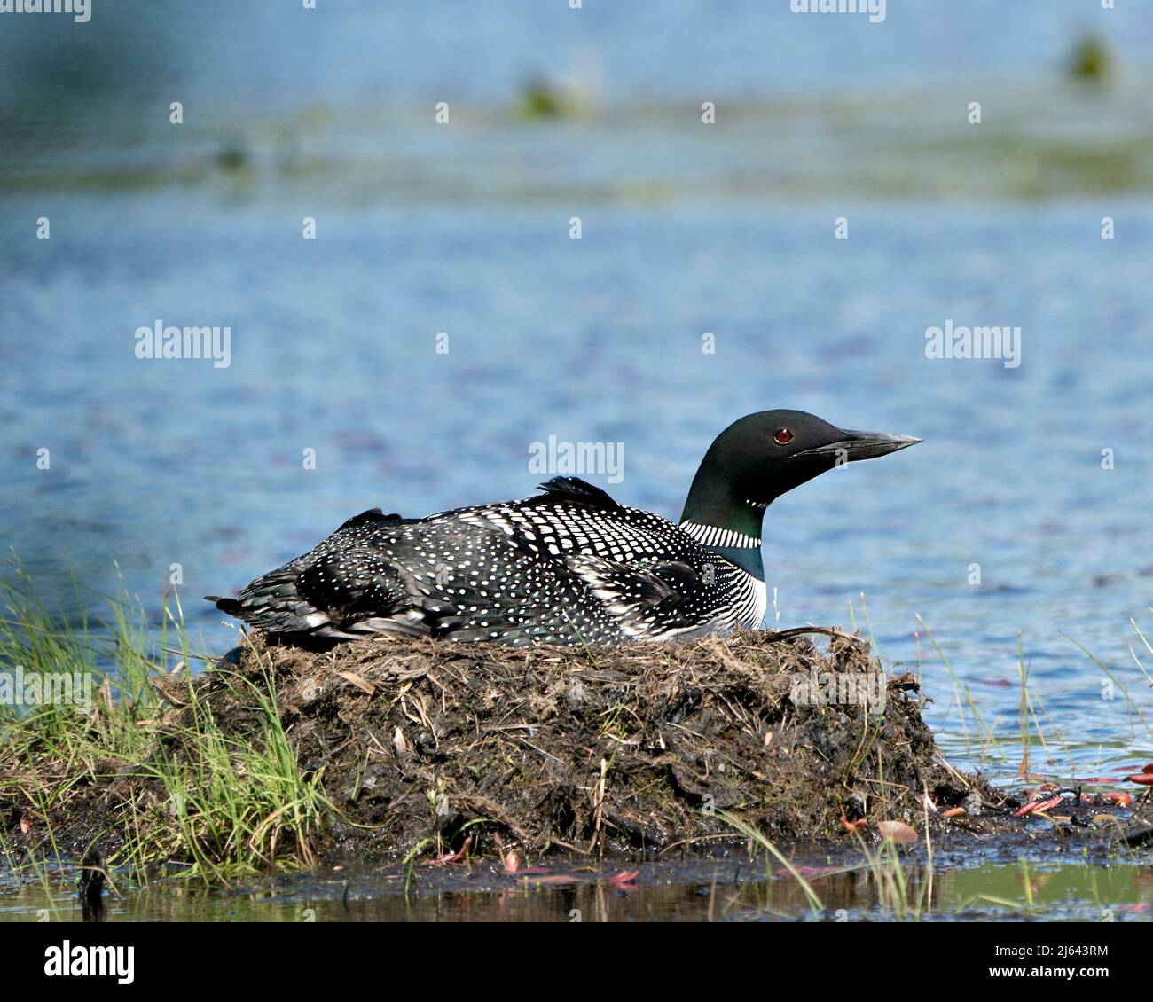 Loon nesting and guarding the nest by the lake shore in its environment ...