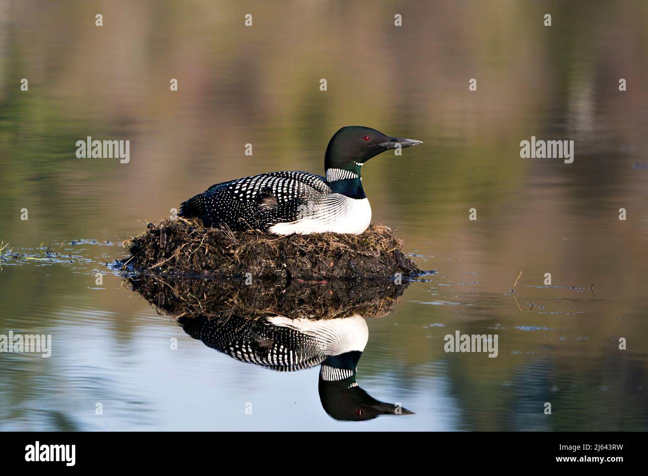 Loon nesting on its nest with marsh grasses, mud and water by the lake ...