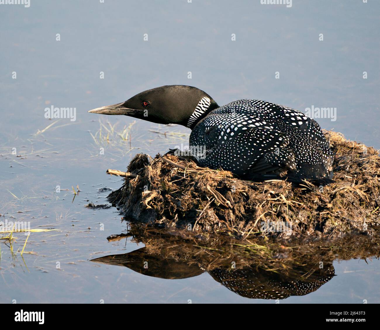 Loon nesting on its nest with marsh grasses, mud and water by the lake shore in its environment ...