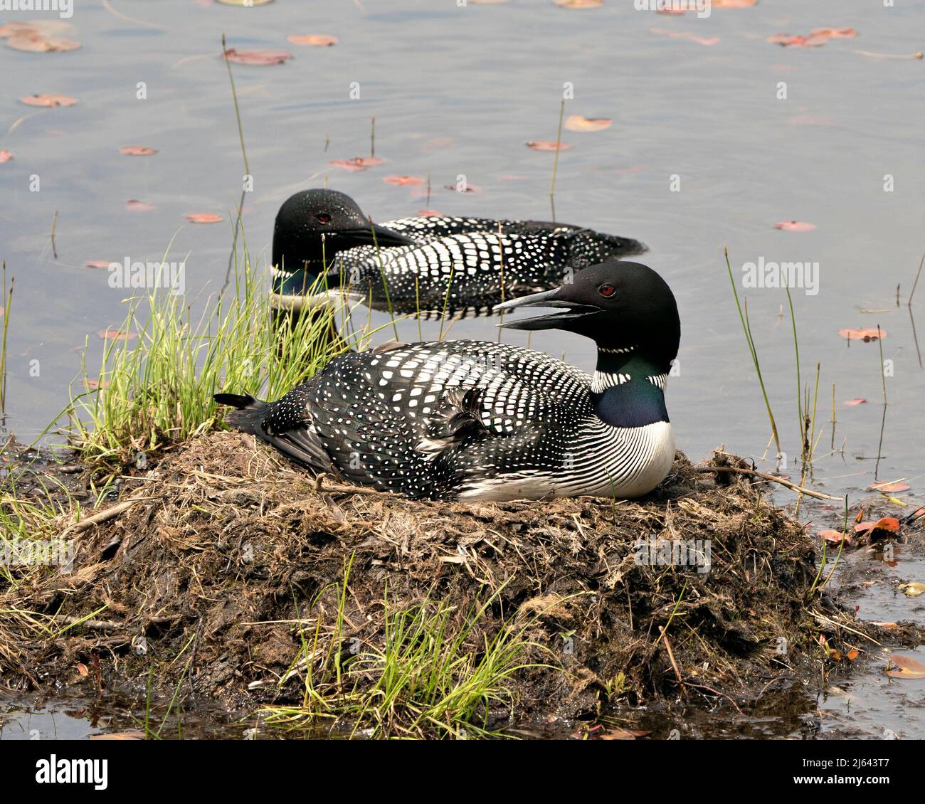Loon couple nesting and guarding the nest by the lake shore in their environment and habitat ...