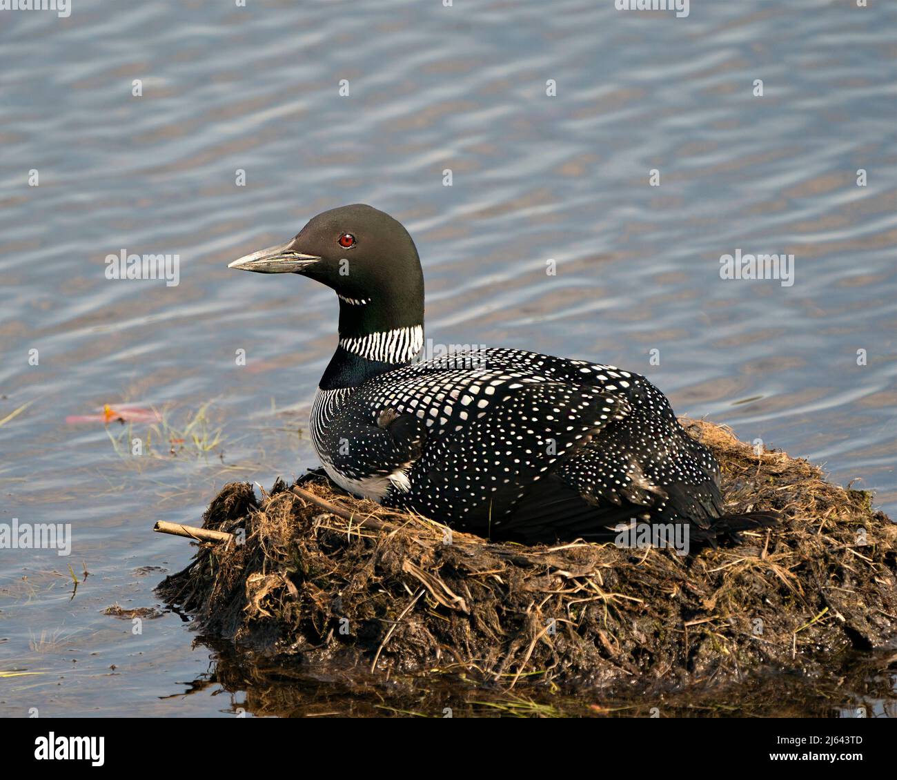 Common Loon close-up view nesting on its nest with marsh grasses, mud ...