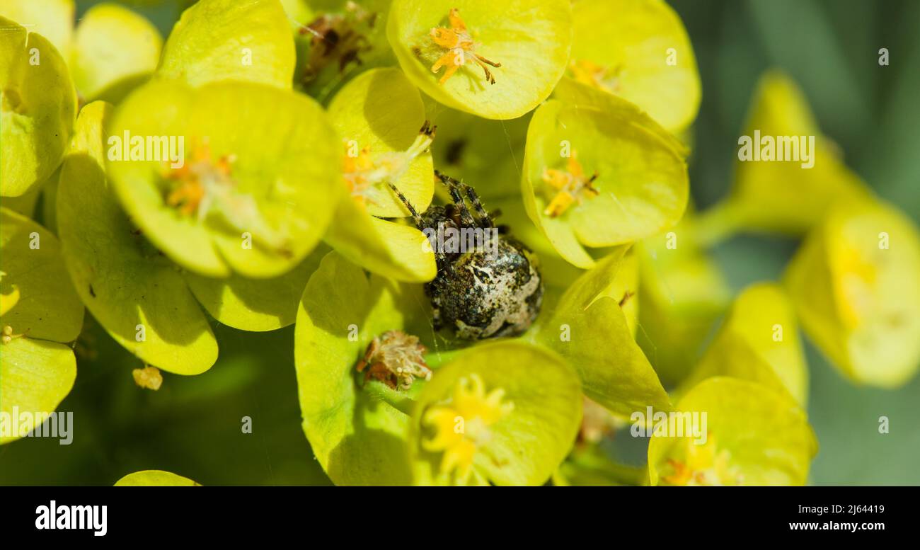 Spider laying in wait in a yellow-flowering, myrtle spurge plant ...