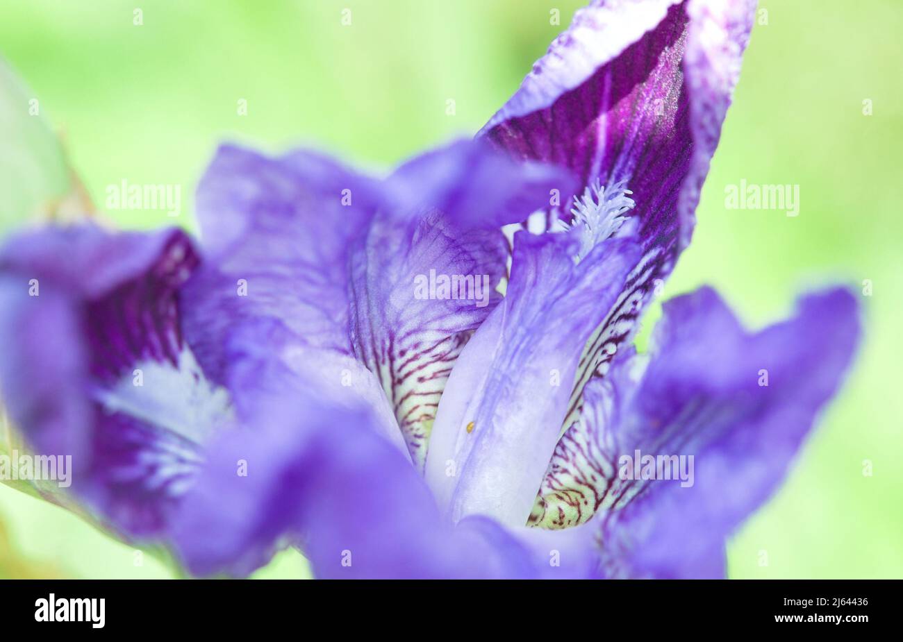 Fine Art / Beauty of Nature Concept - Close-up of German Bearded Iris ...