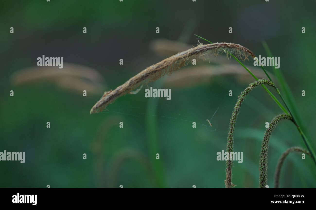 Close-up of Weeping Sedge, Carex pendula Stock Photo - Alamy