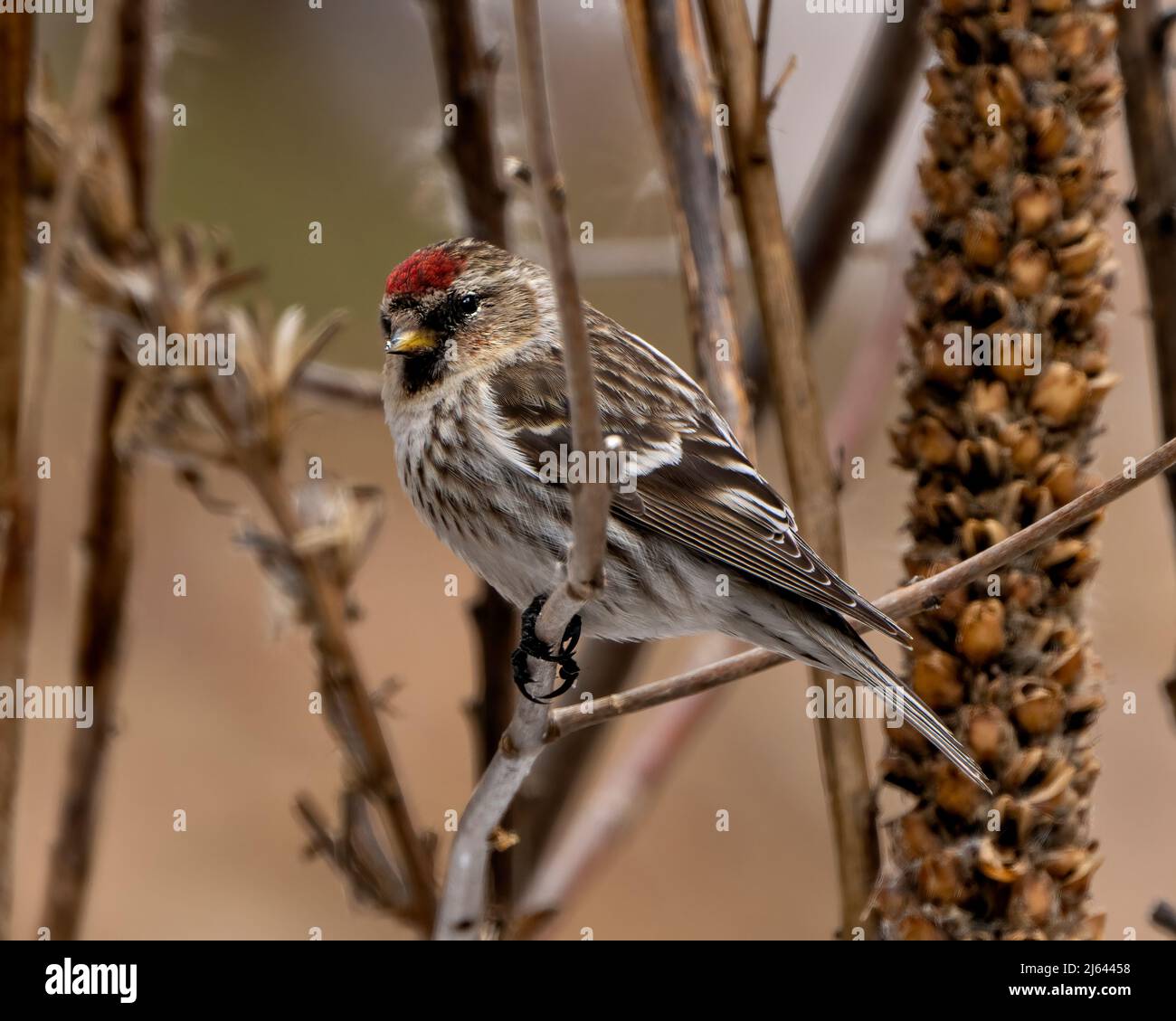 Red poll Finch close-up profile view perched with a foliage background ...
