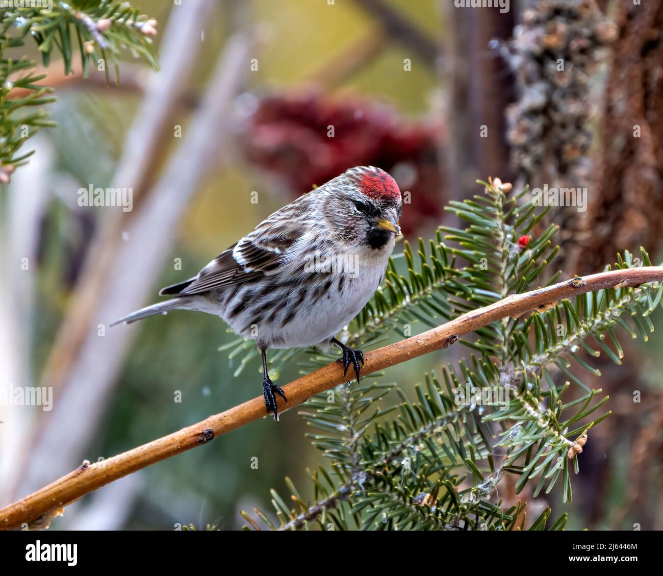 Red poll close-up profile view, perched on a branch with blur forest ...