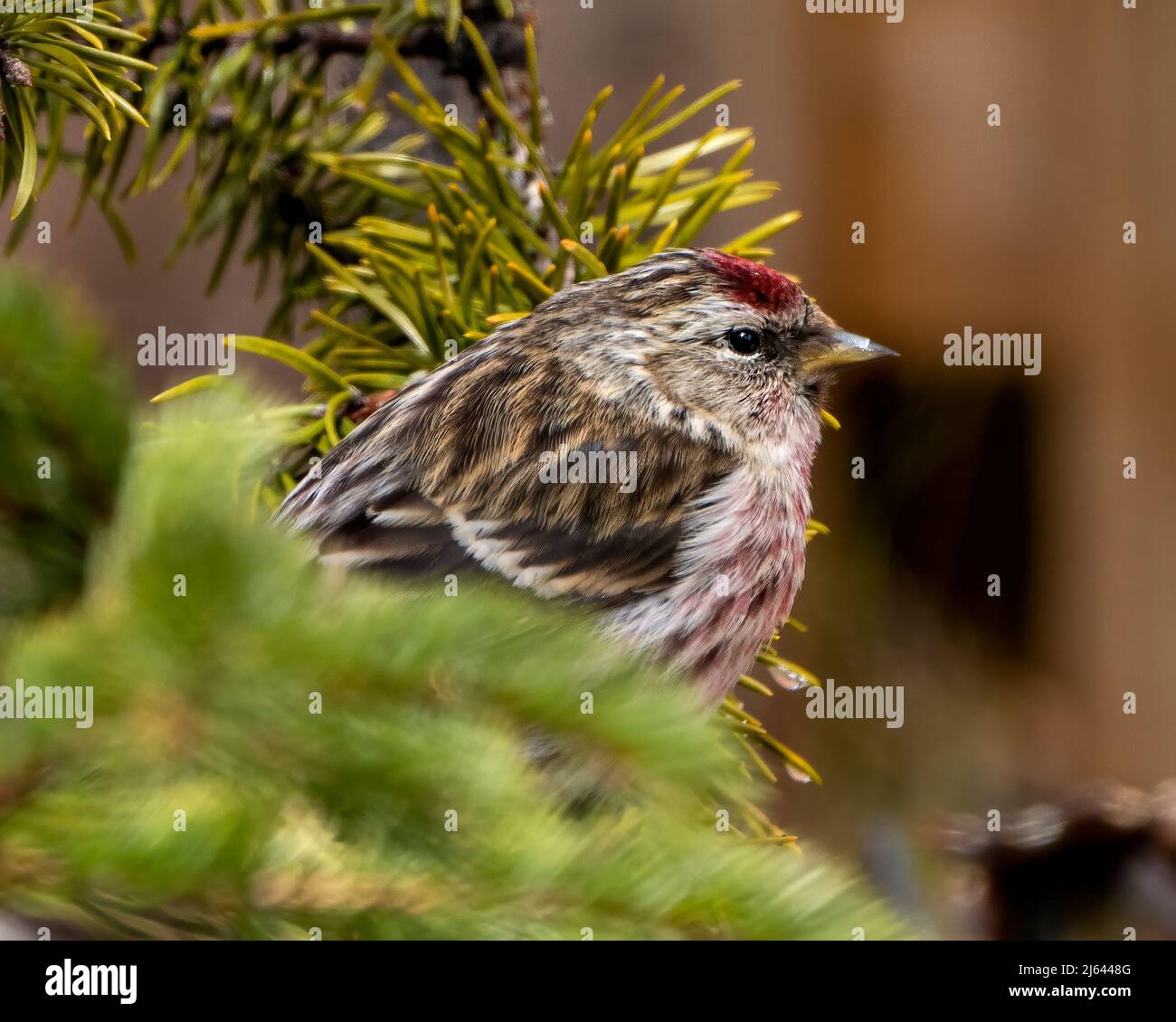 Red poll Finch head close-up profile view with a blur coniferous ...