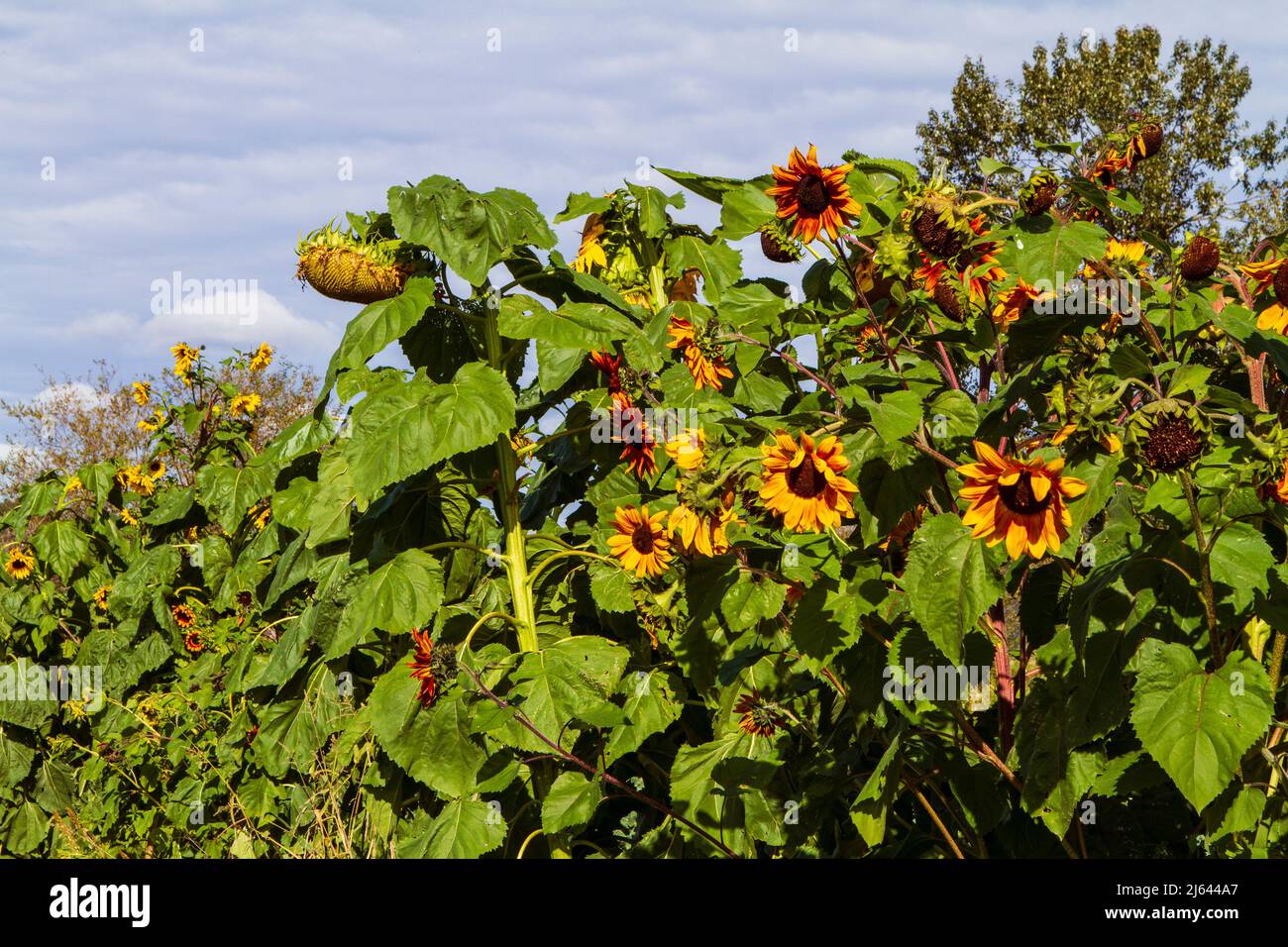 Tall sunflowers hi-res stock photography and images - Alamy