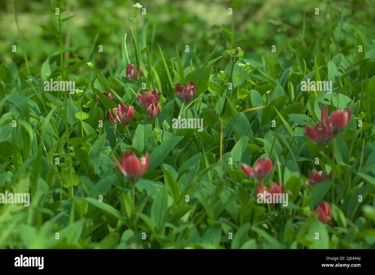 Spring flowers growing in an overgrown garden Stock Photo - Alamy