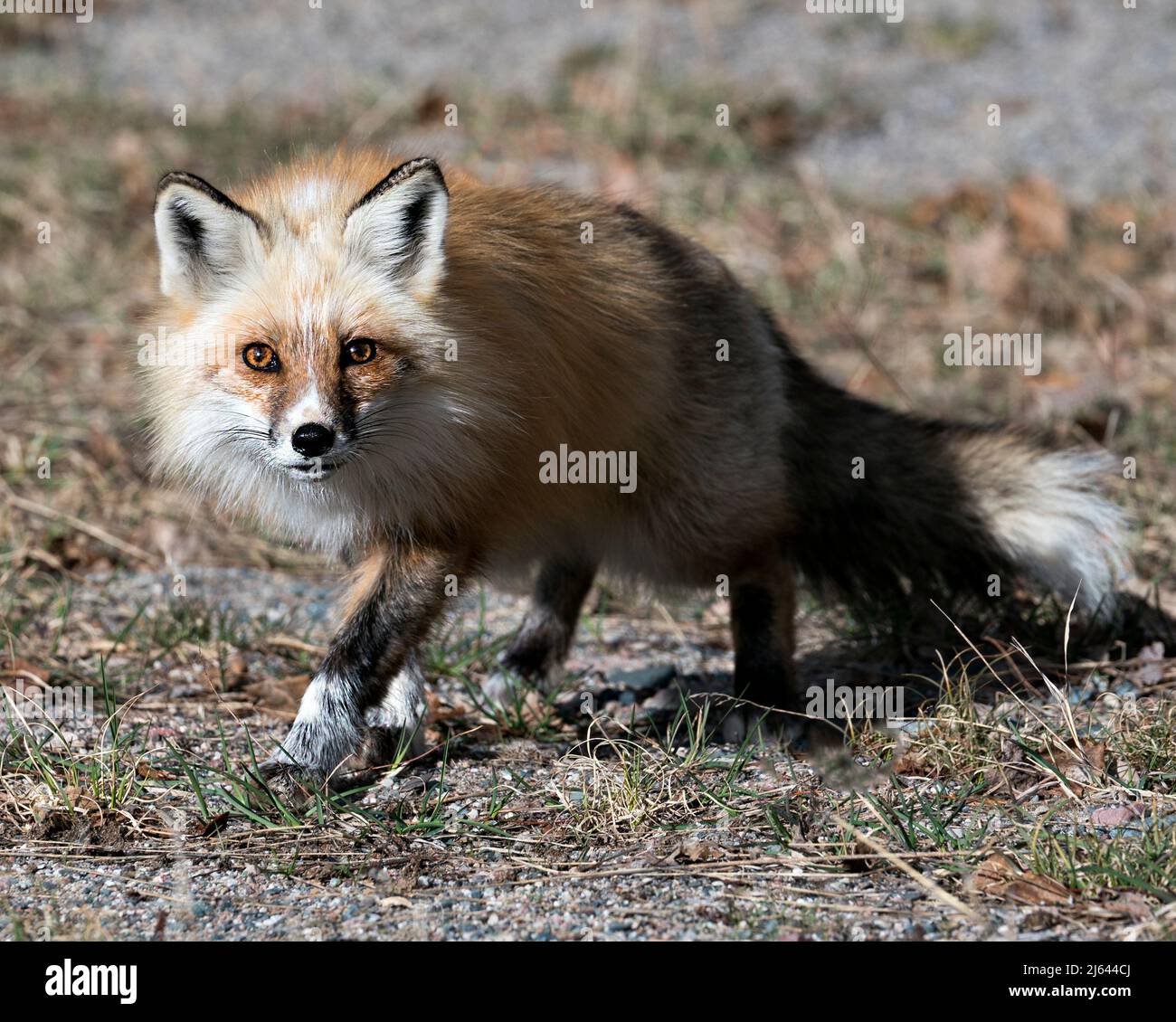 Red fox close-up profile in the springtime with blur background ...