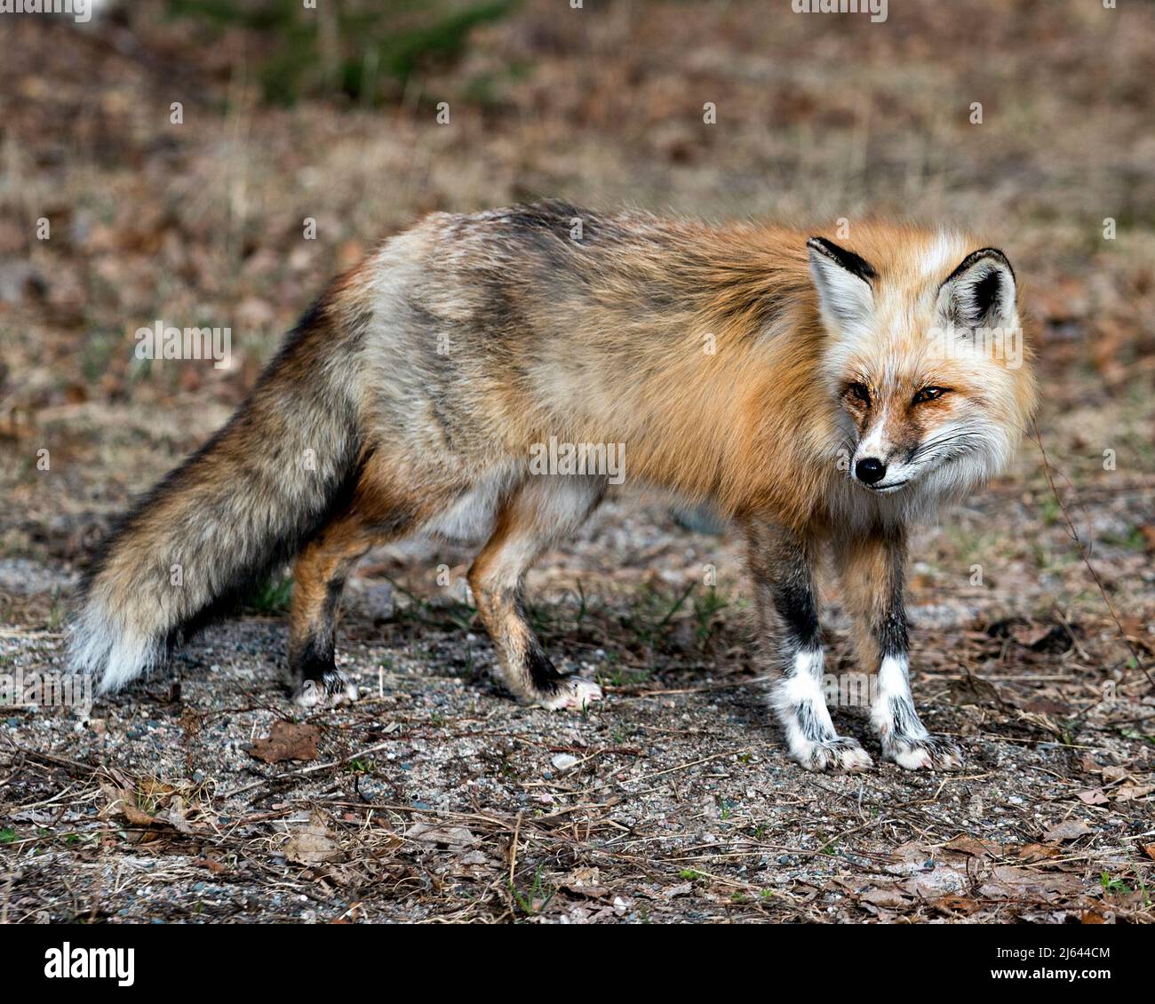 Red fox close-up profile side view in the springtime with blur ...