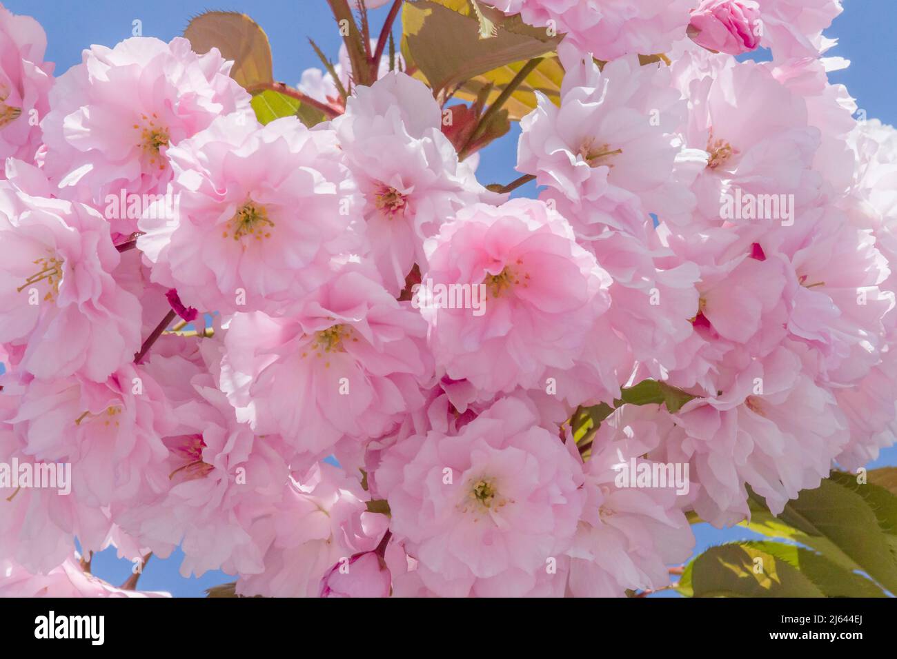 Branch japanese cherry tree hi-res stock photography and images - Alamy