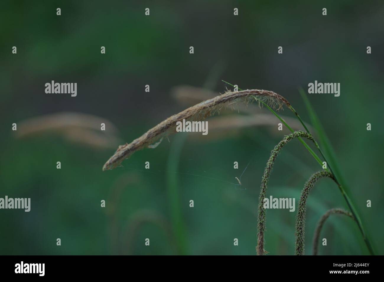 Close-up of Weeping Sedge, Carex pendula Stock Photo - Alamy