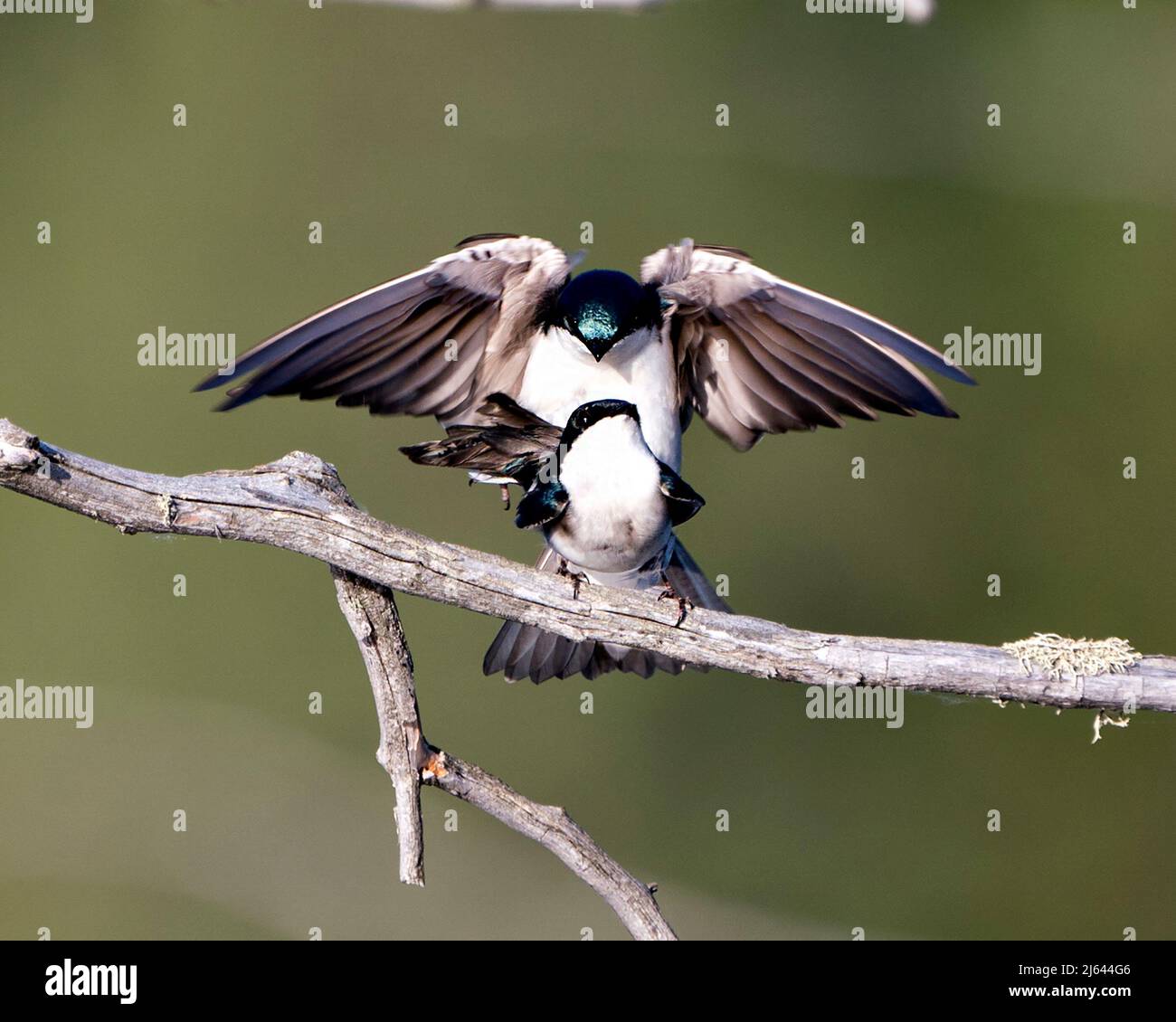 Swallow couple in courtship season and enticing her back displaying ...