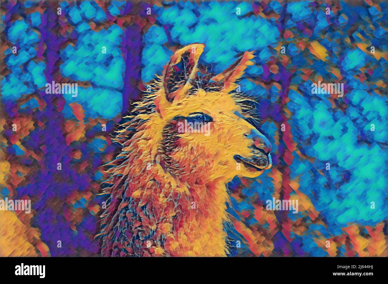 Llama colors hi-res stock photography and images - Alamy